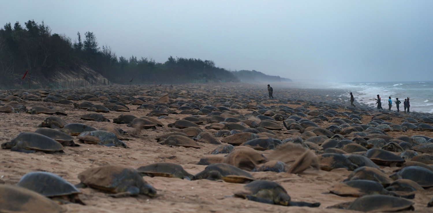 FAQs - Sea Turtles of India